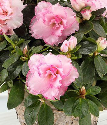 Azalea Wood Flower Theatre Florist Scunthorpe